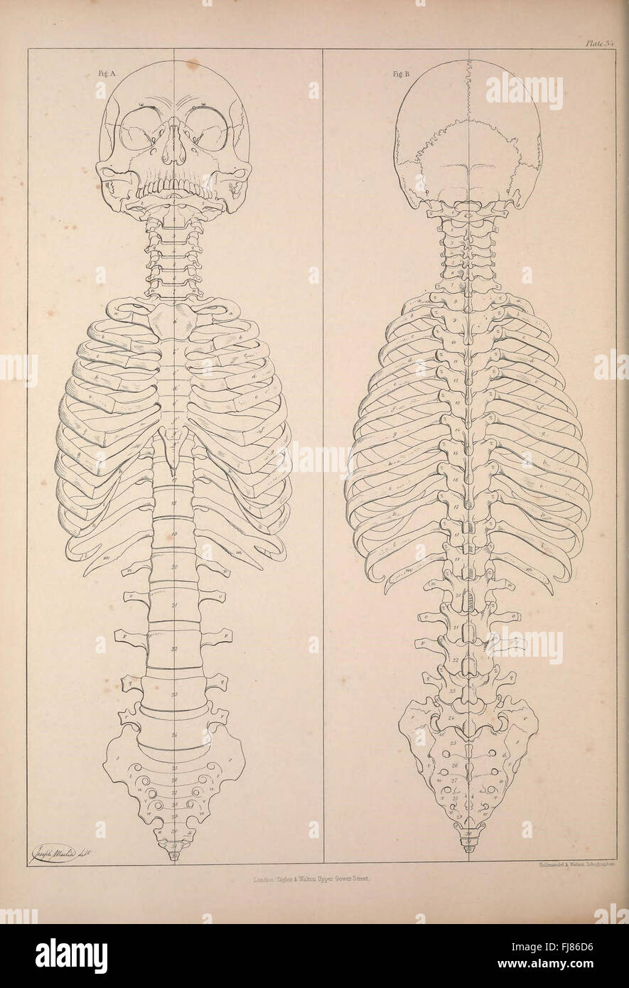 Comparative osteology hi-res stock photography and images - Alamy