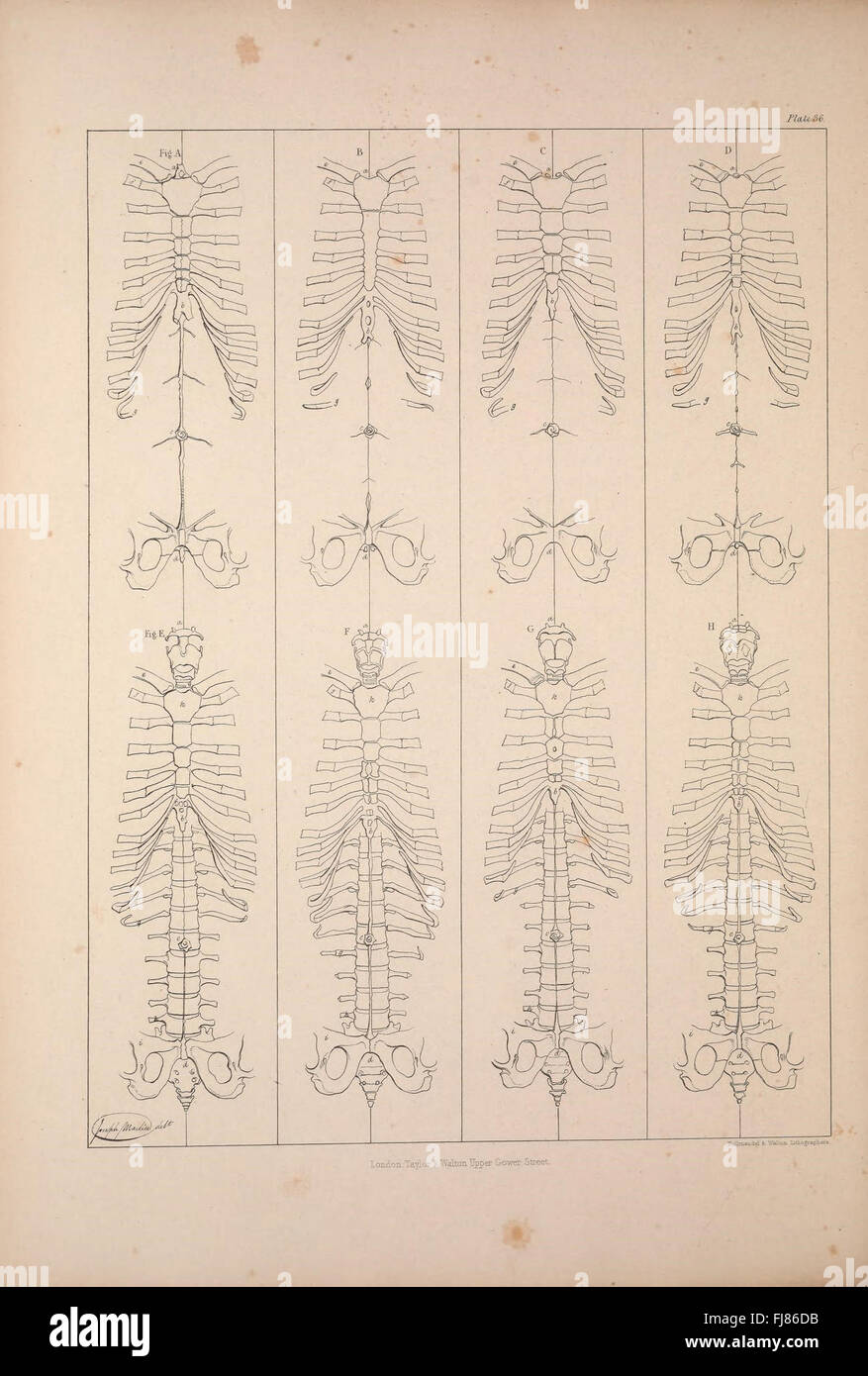 A detailed illustration of skeletal structures in various species ...