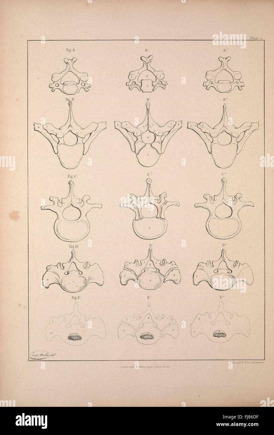 An anatomical study of the skeletal structures of various animal ...