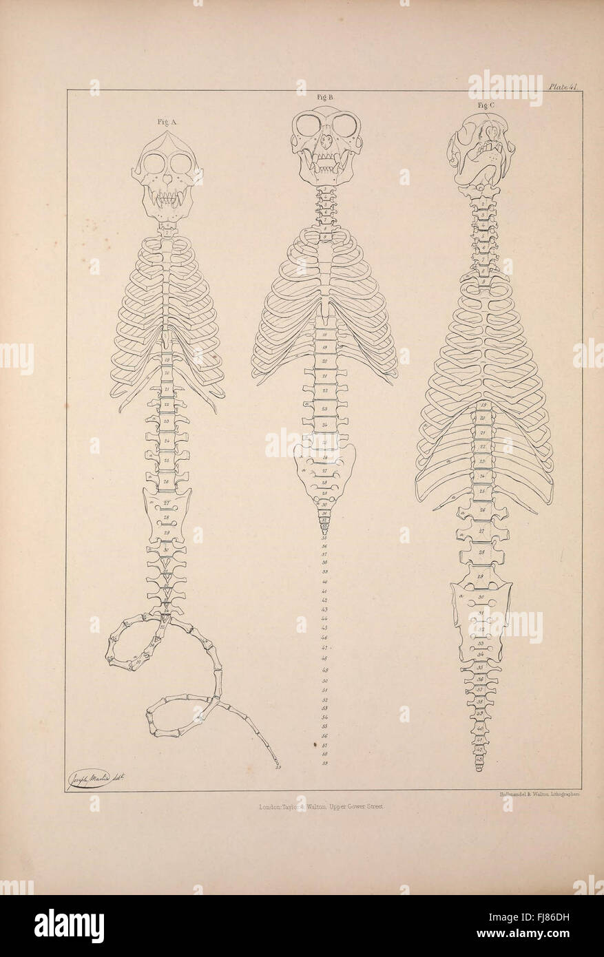 A detailed illustration of comparative osteology, studying the bones ...