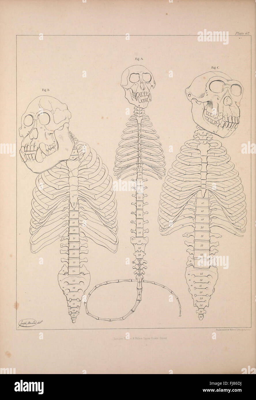 An exploration of the skeletal structure of various animals, with a ...