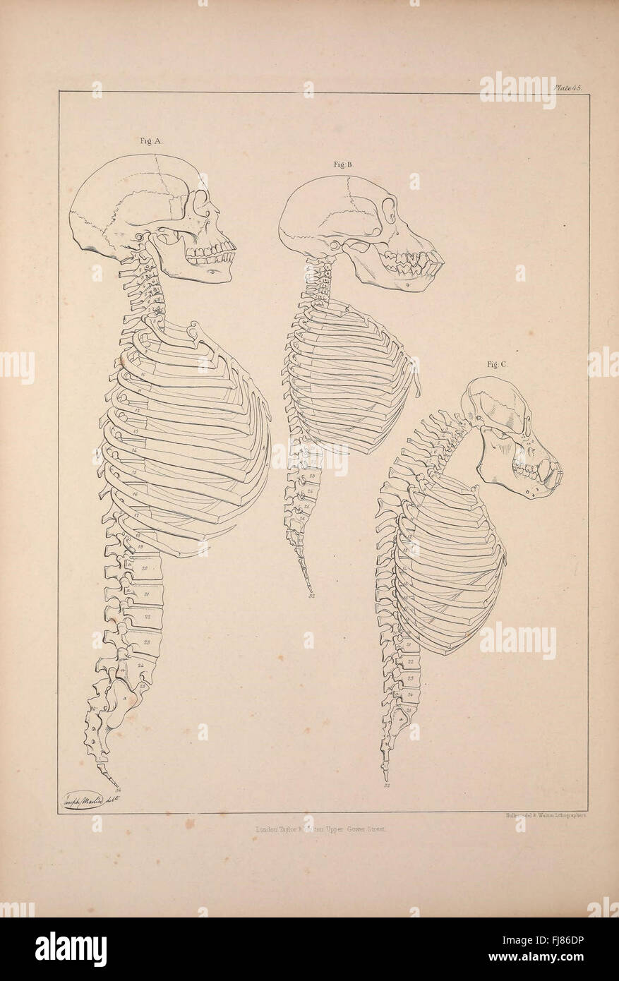 Comparative vertebrate anatomy hi-res stock photography and images - Alamy