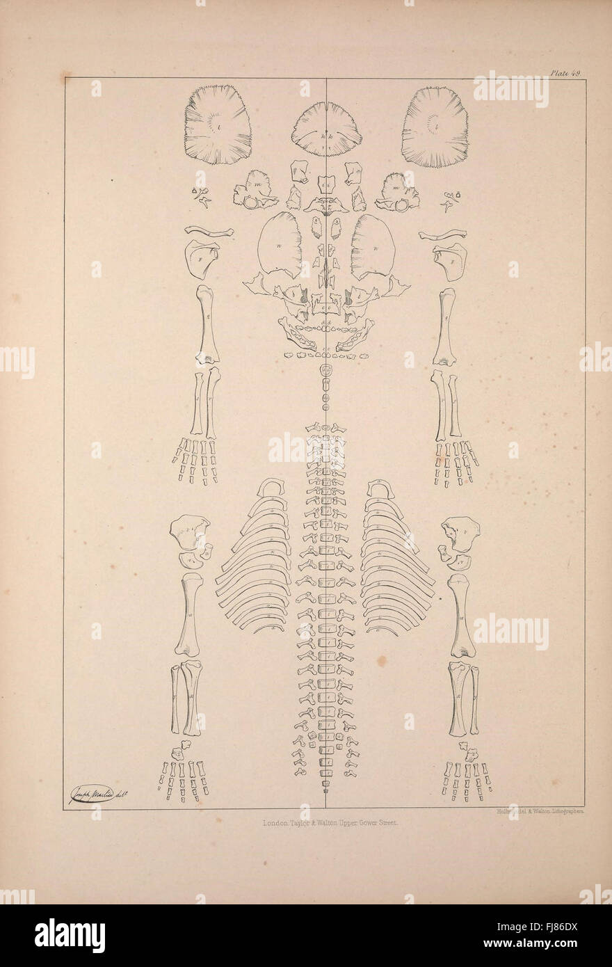 Comparative osteology (Plate 49), Bones Smithsonian Libraries Stock ...