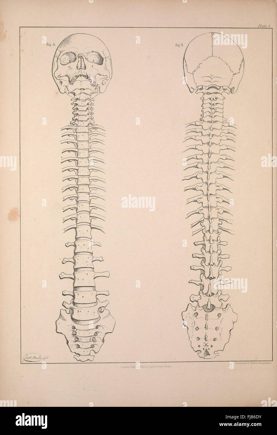 Comparative identification hi-res stock photography and images - Alamy