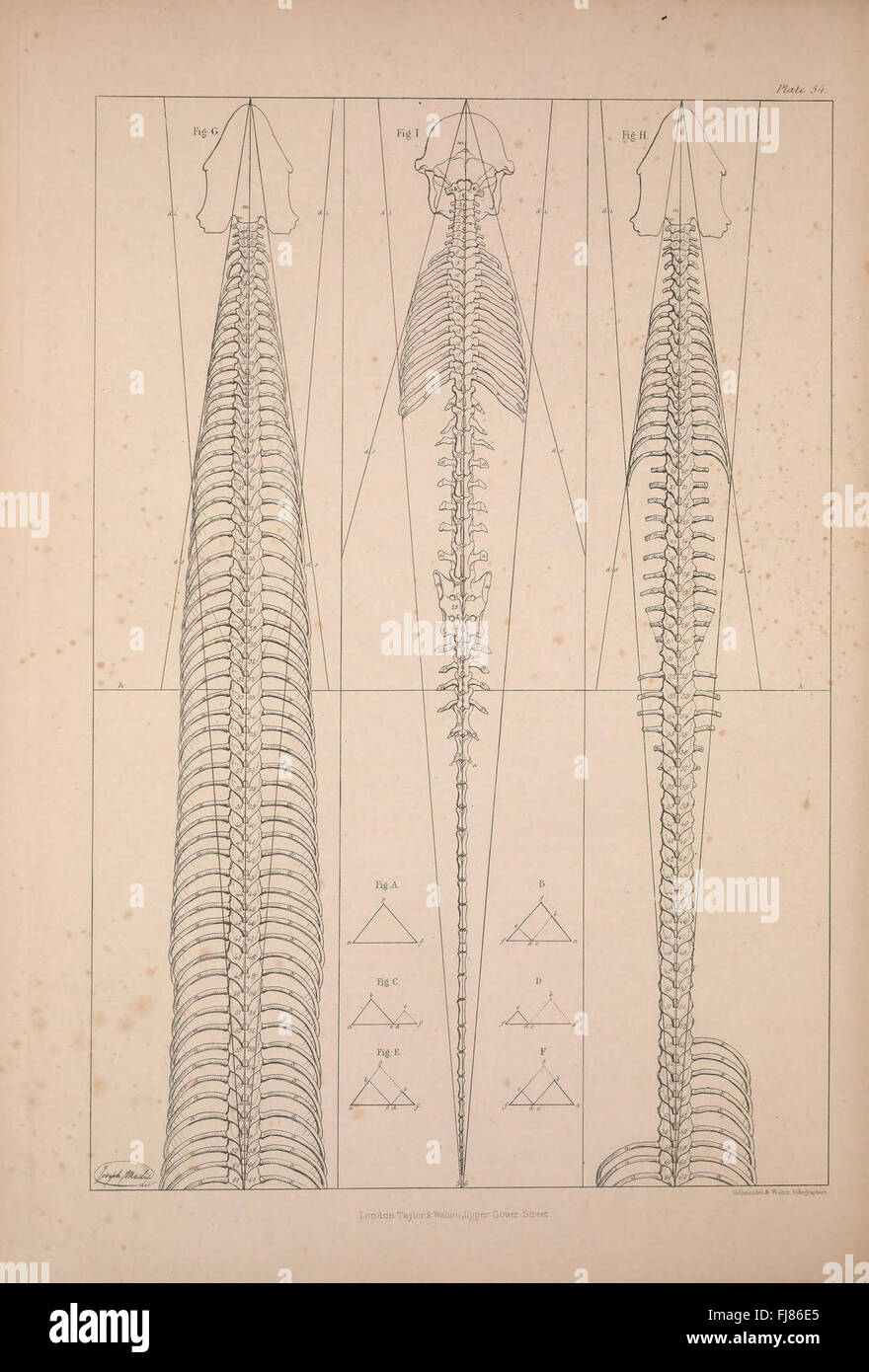 A comparative study of bone structures in various species, illustrated ...