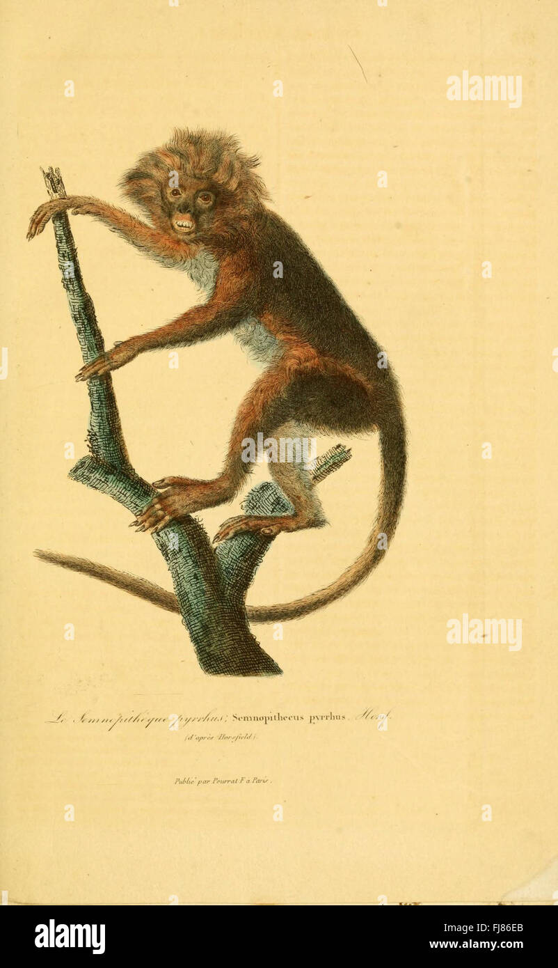 A continuation of Buffon’s natural history studies, covering ...