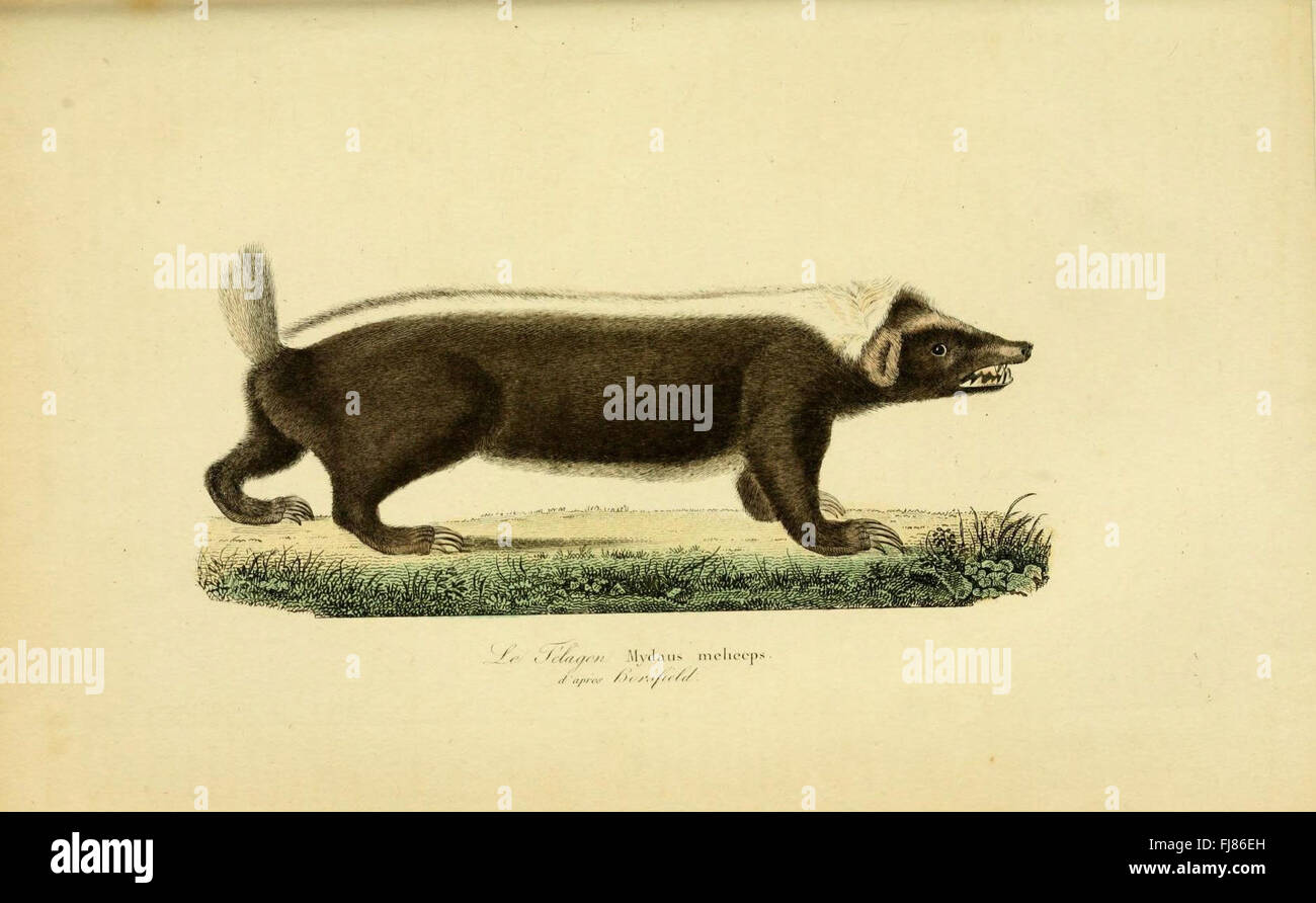 Early biological discoveries hi-res stock photography and images - Alamy