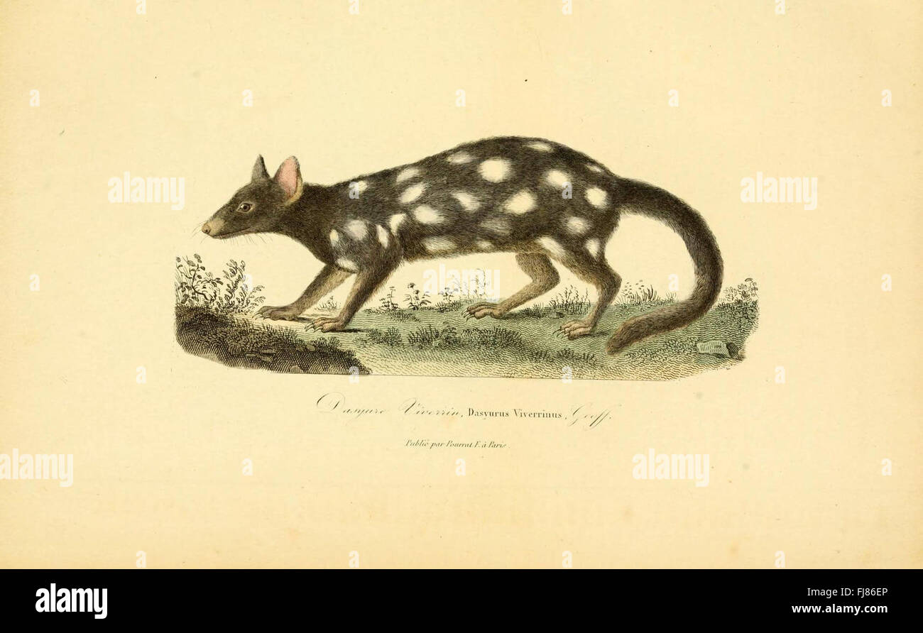 A work on anthropology and the natural history of birds and mammals ...