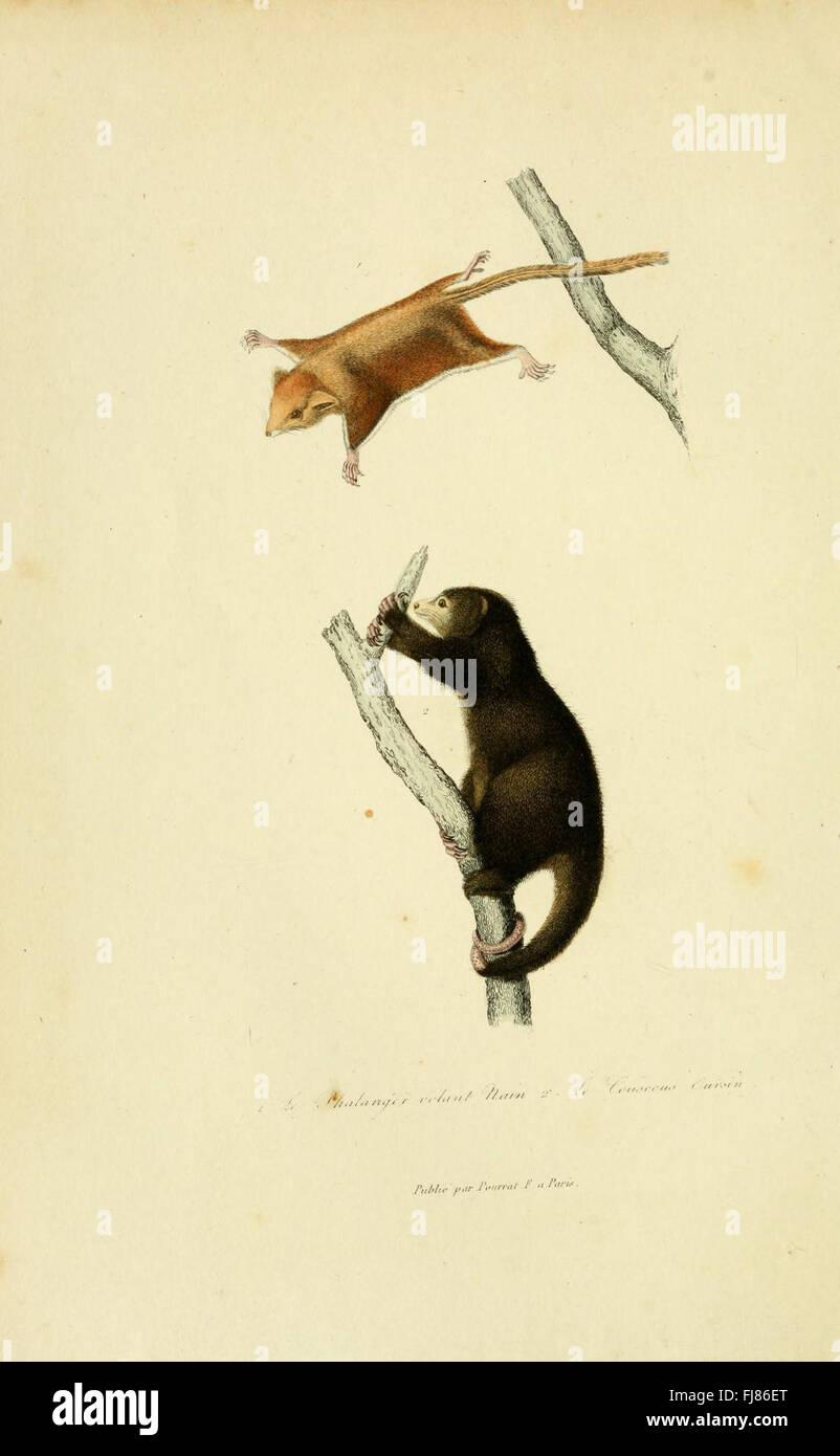 Complementary Works to Buffon: Anthropology, Birds, and Mammals Stock ...