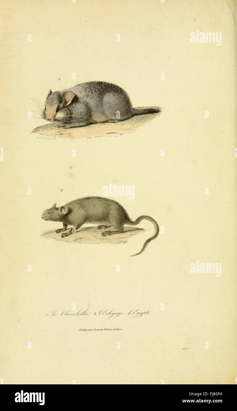 Compléments de Buffon, a work on the natural history of birds, mammals ...