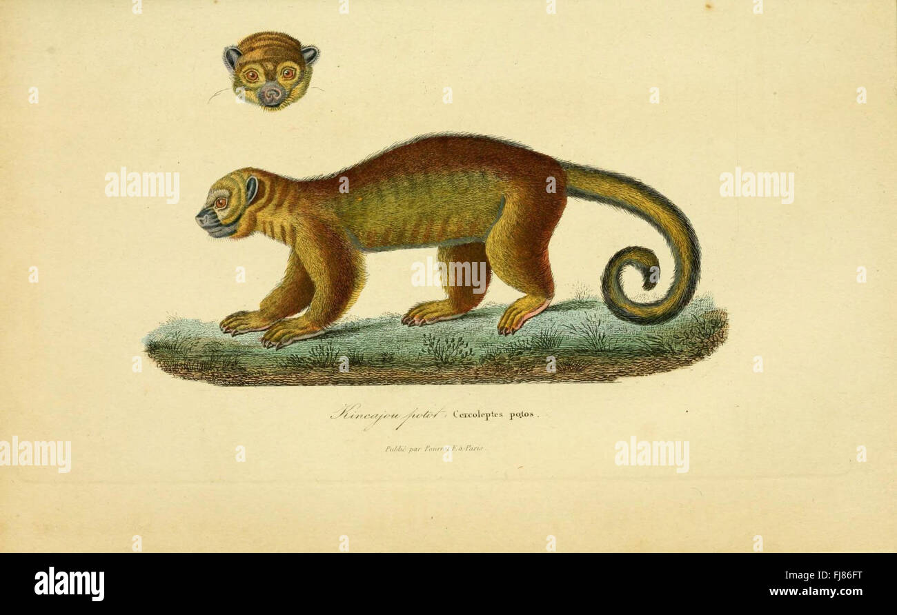 *Compléments de Buffon* is a significant 18th-century work on zoology ...