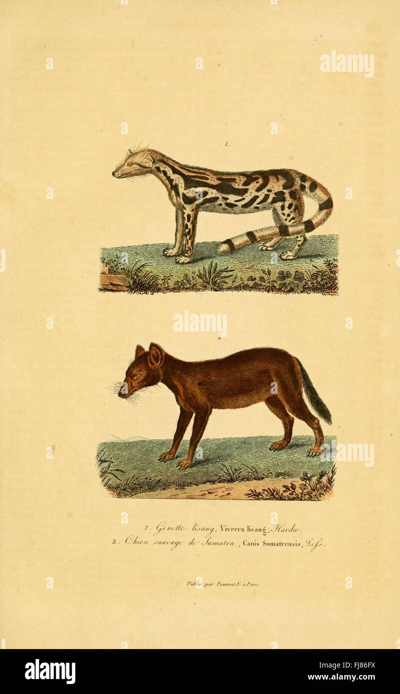 A work discussing the anthropology, birds, and mammals as part of ...