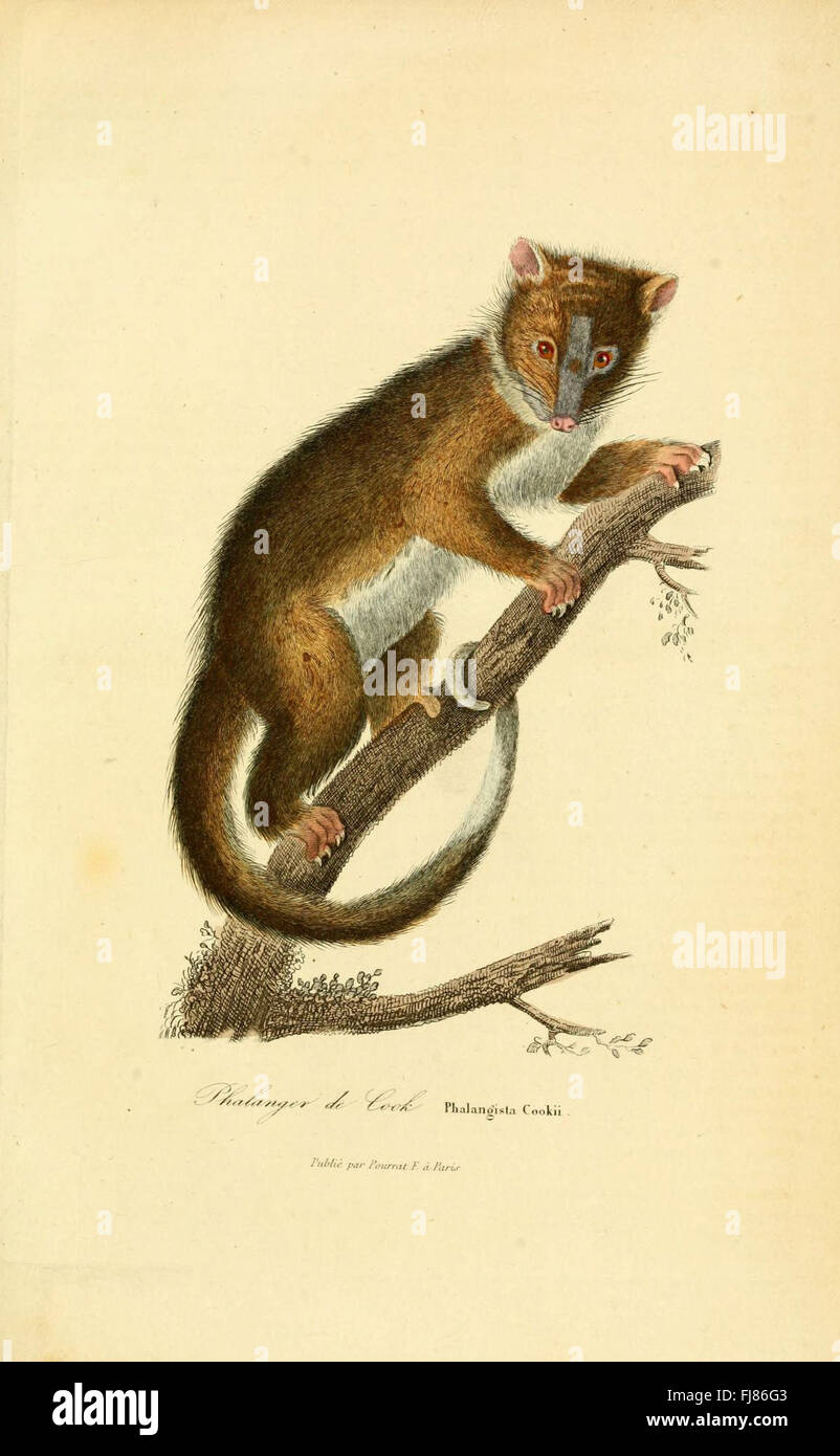 A continuation of Buffon's comprehensive natural history, expanding ...