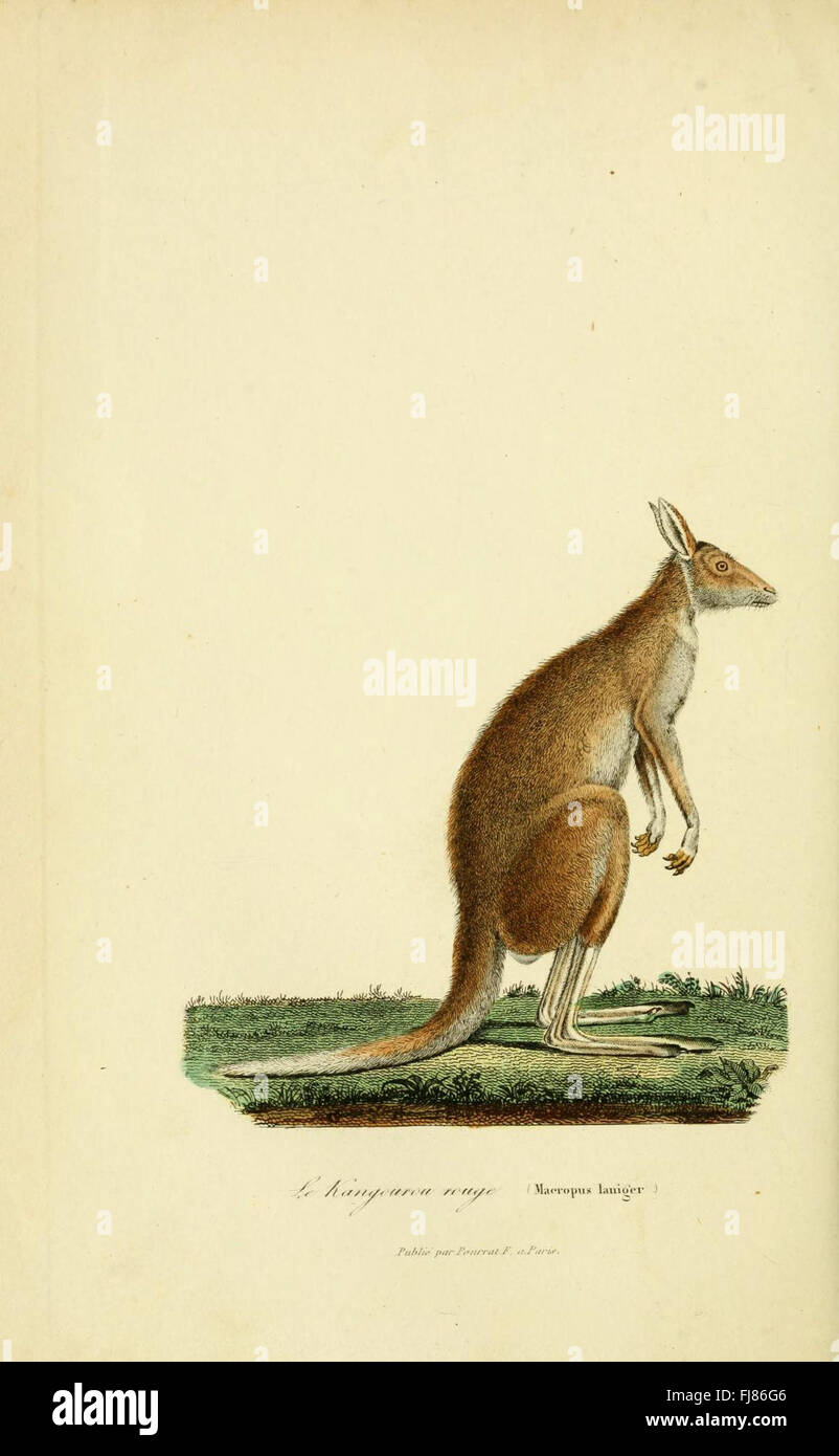 Compléments de Buffon expands upon the works of the famous French ...