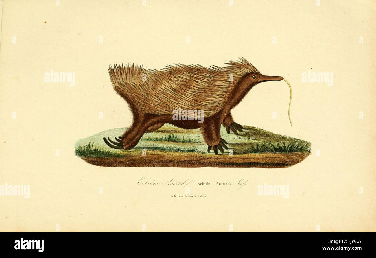 Compléments de Buffon, focusing on the natural history of birds and ...