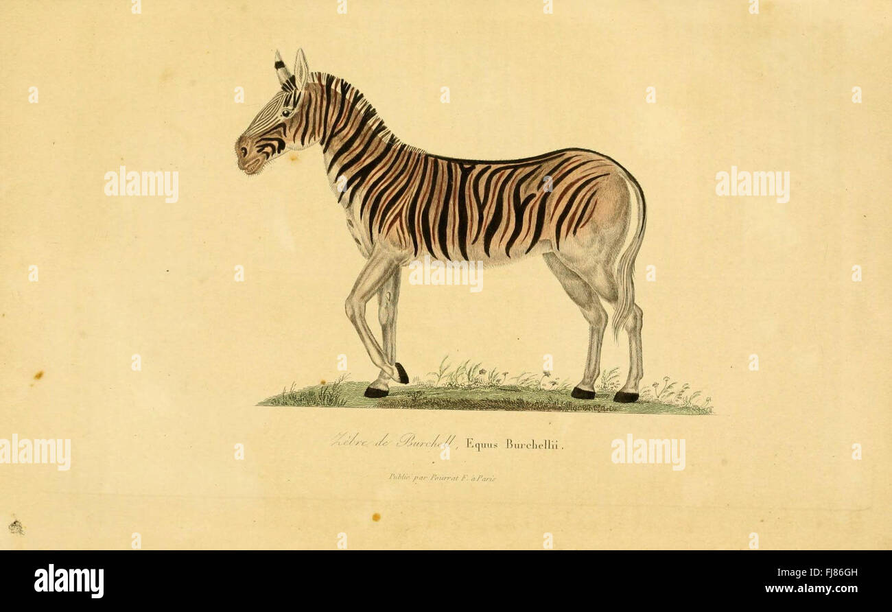 Compléments de Buffon, Anthropology Birds Mammals SIL Smithsonian ...