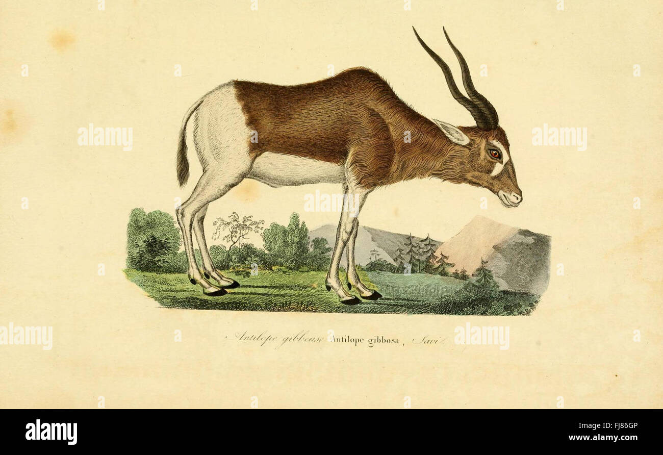 Compléments de Buffon is a natural history work discussing animals ...