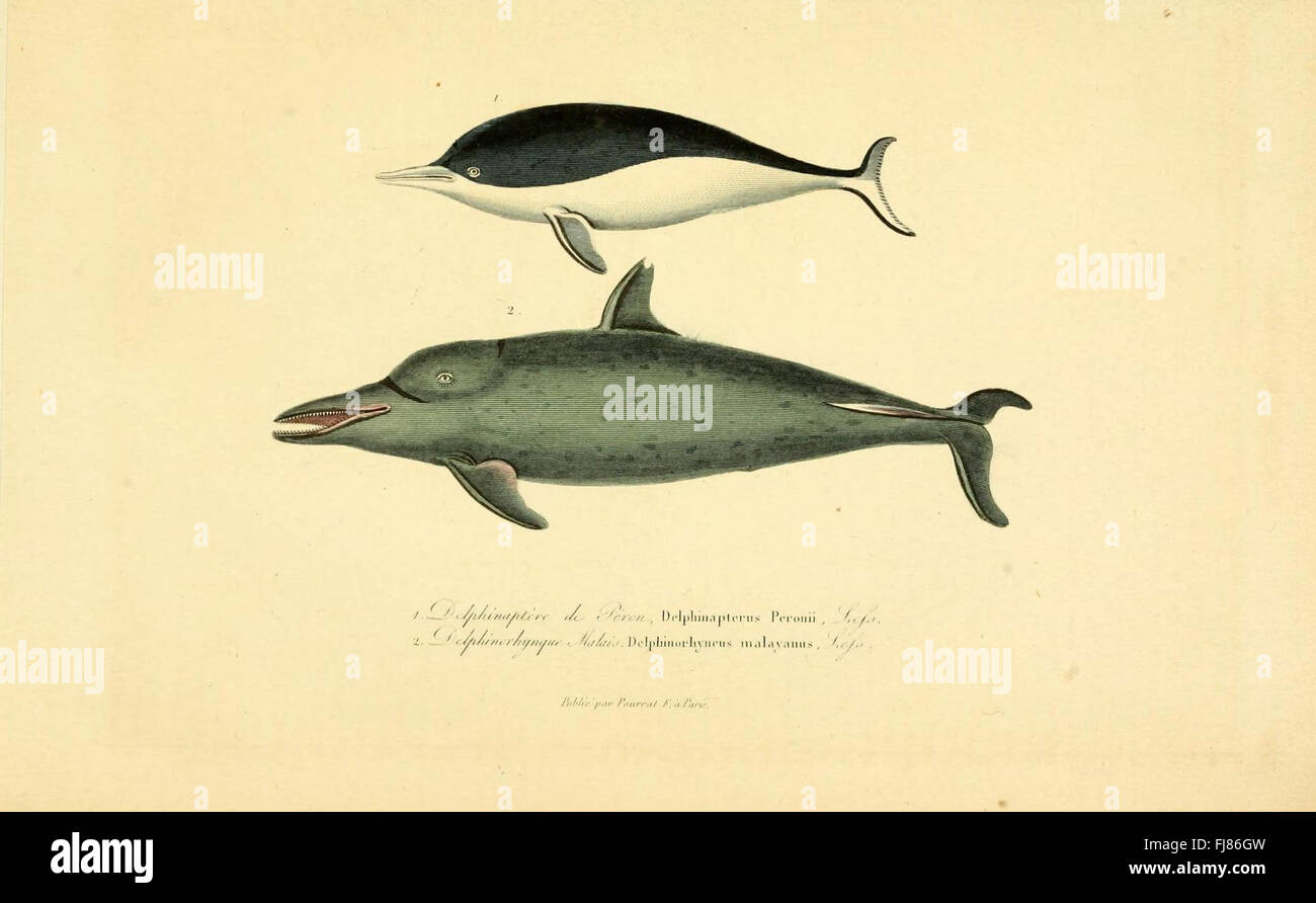 Supplements to Buffon, an extension of Georges-Louis Leclerc, Comte de ...