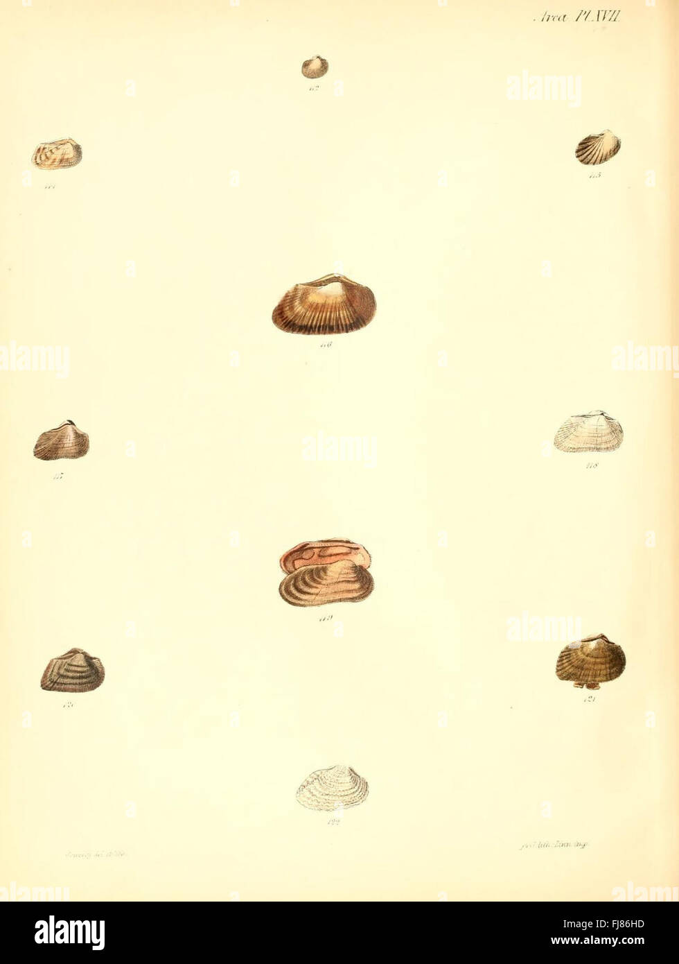 An iconic work of mollusk shell illustrations, focusing on the genus Arca, with detailed ...