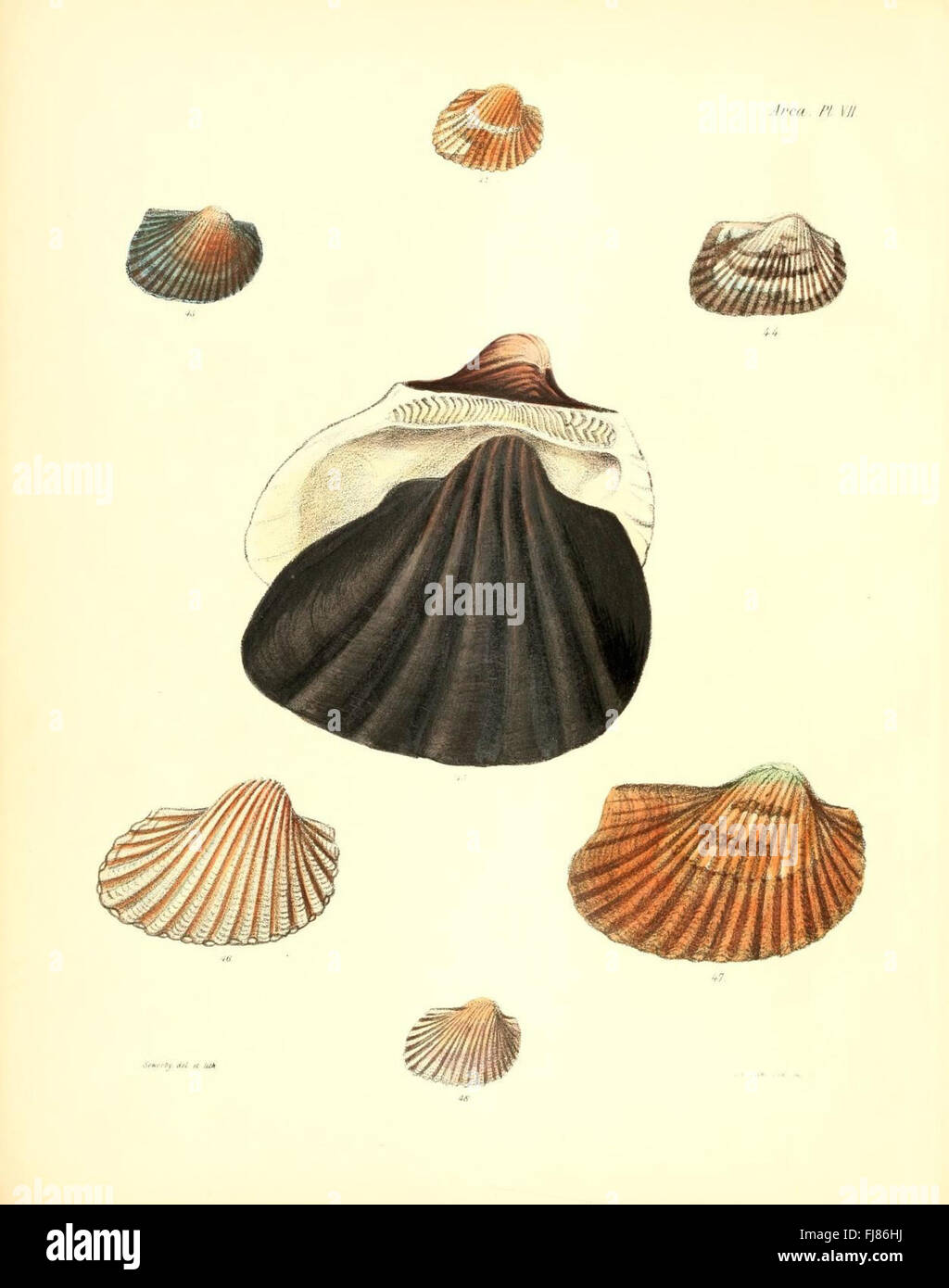 An illustrated work on mollusks, focusing on the Arca genus, with ...