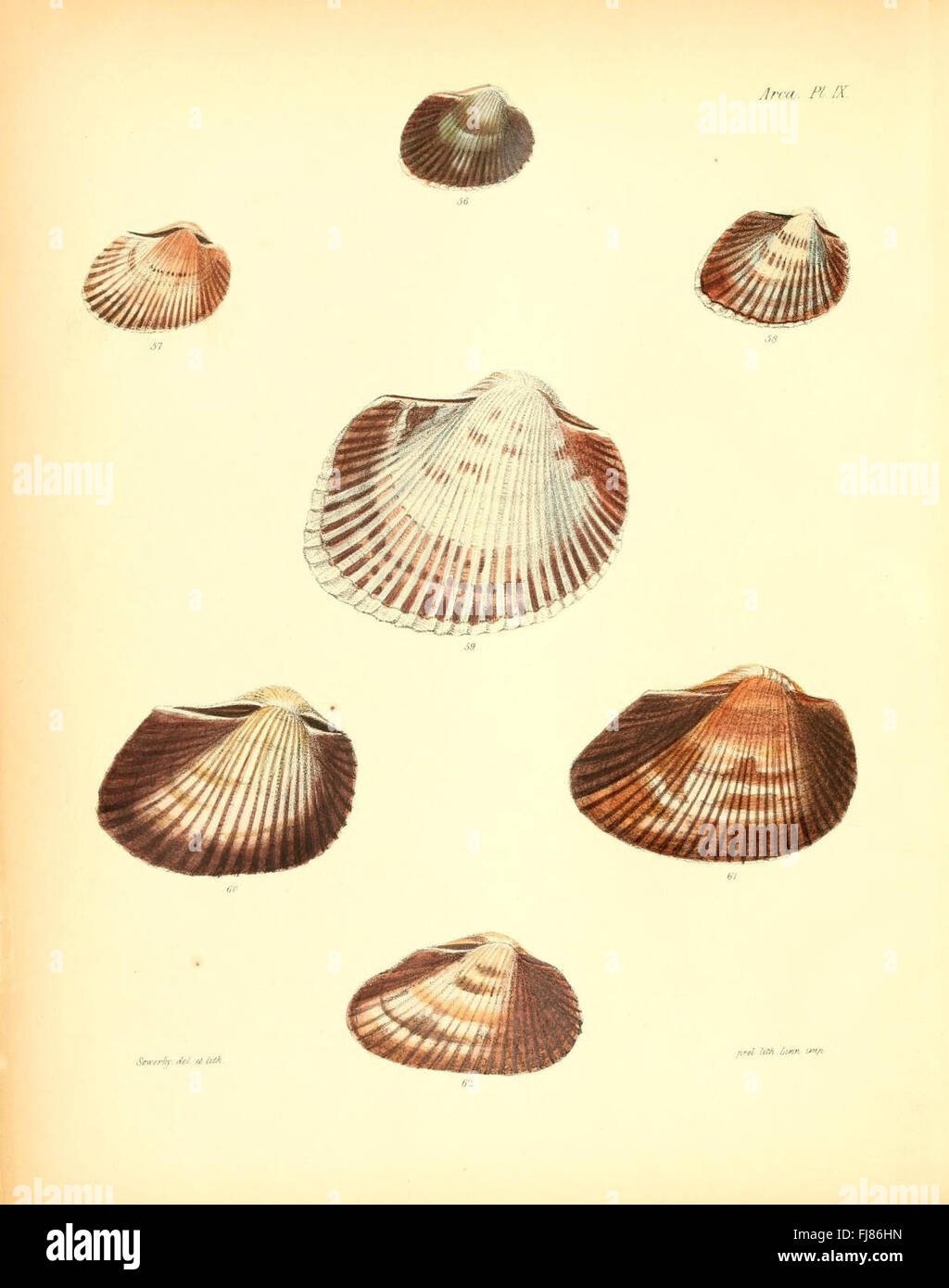 Arca species hi-res stock photography and images - Alamy