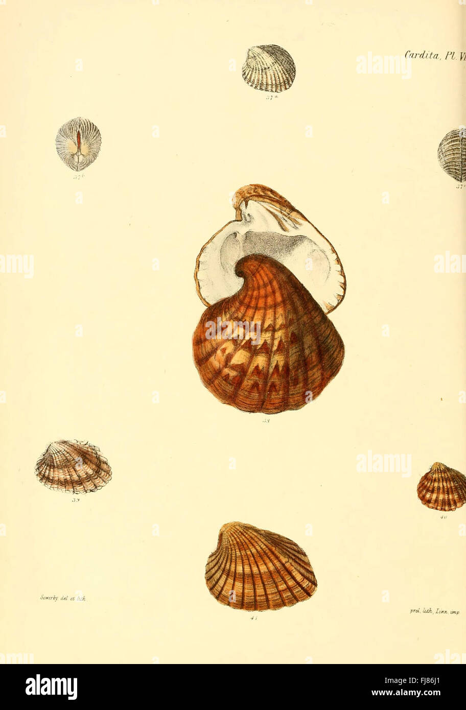 Illustration of molluscan shells (Cardita species), with a focus on ...