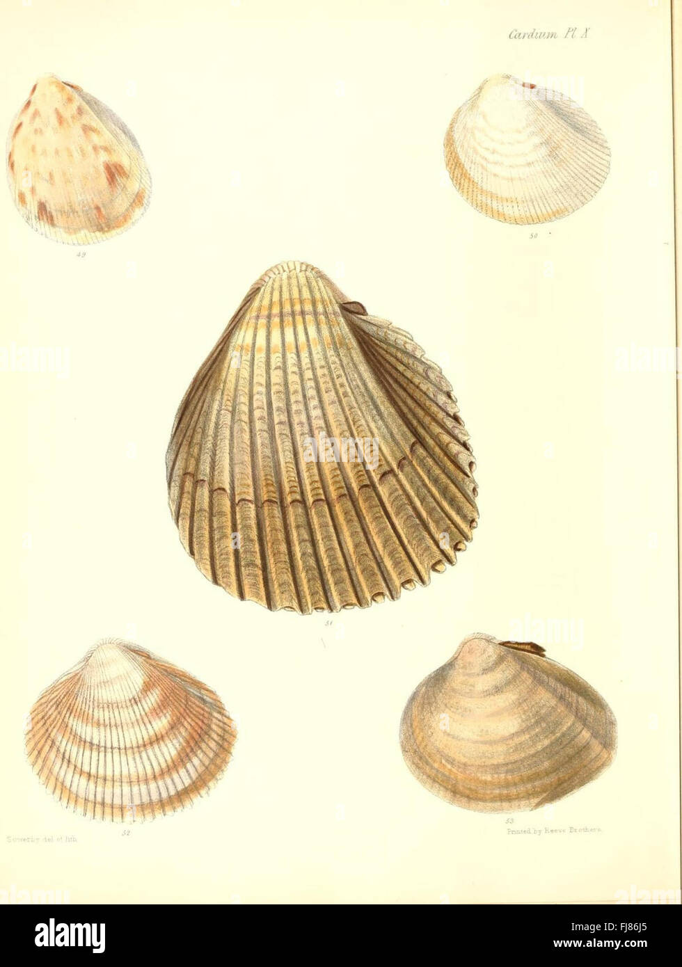 An iconic work showcasing the shells of mollusks, with detailed ...