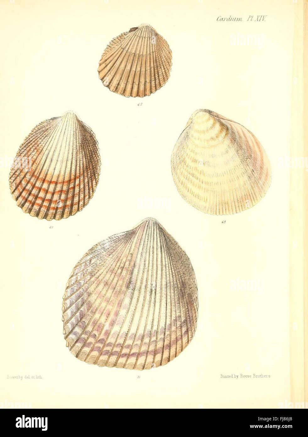 An illustrated plate showing various species of Cardium shells, part of ...