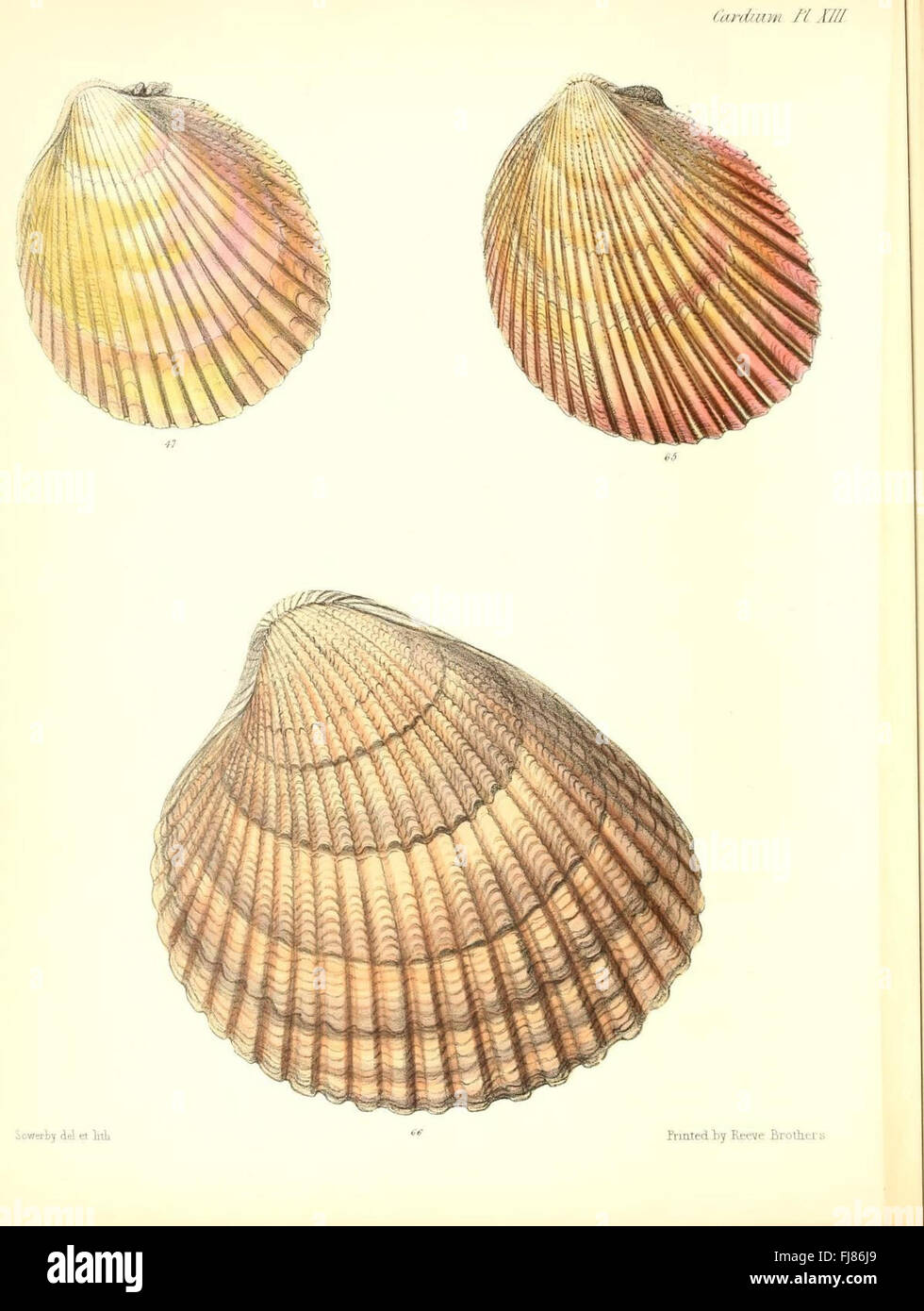 A taxonomic illustration of Cardium shells, part of a conchological ...