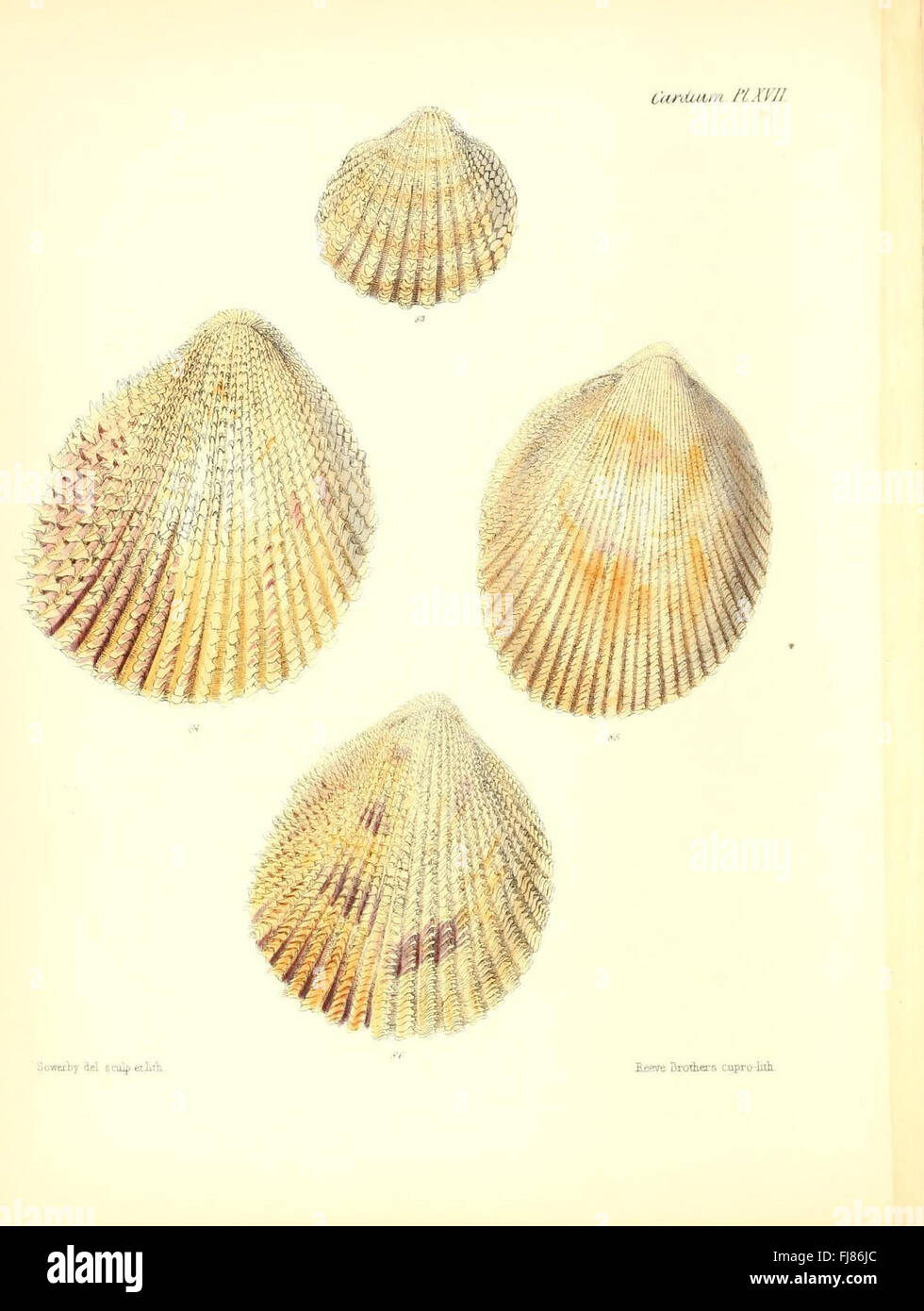 This illustrated catalog features mollusk shells, with particular ...