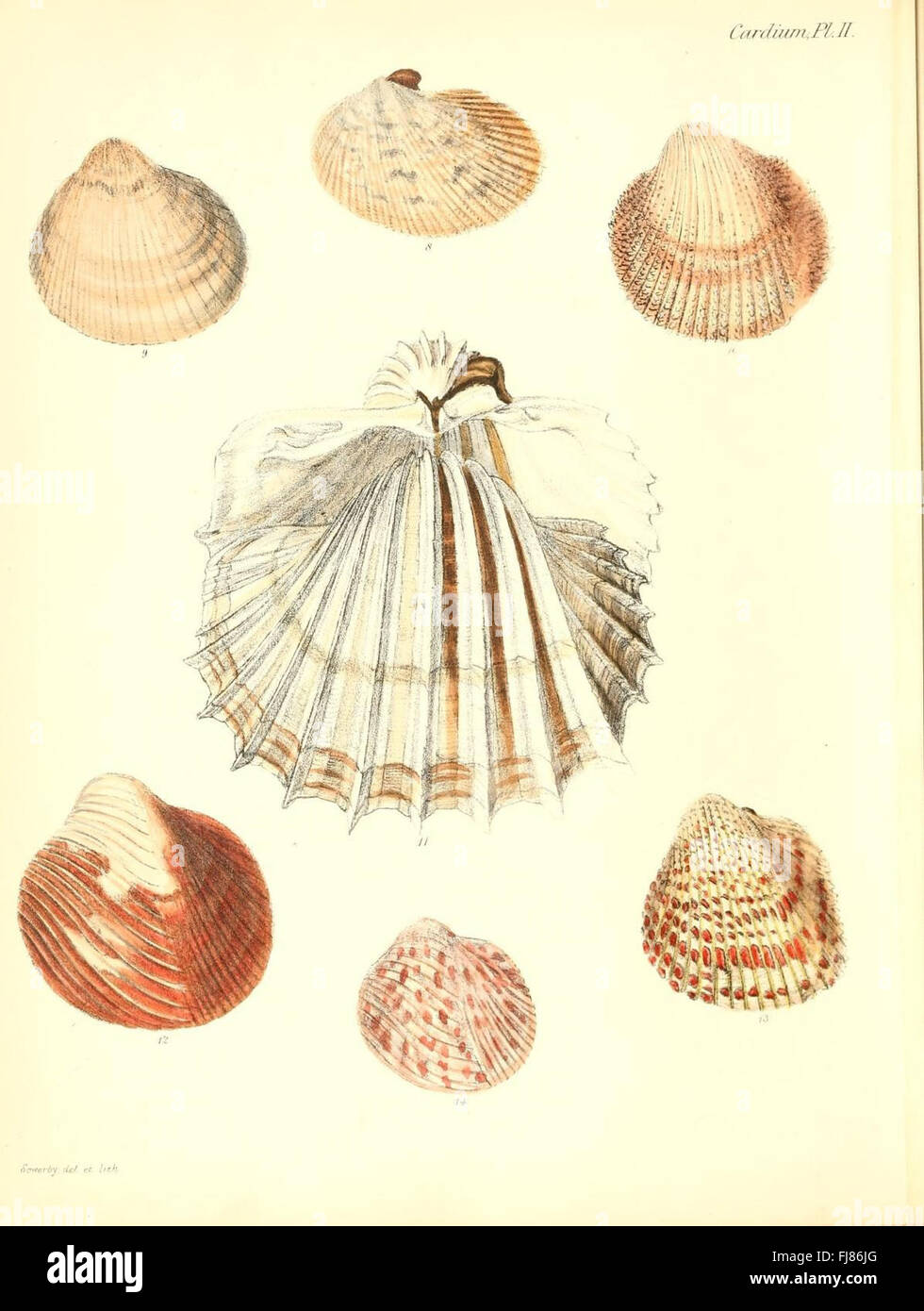 The 19th-century illustrations of mollusks, specifically Cardium ...