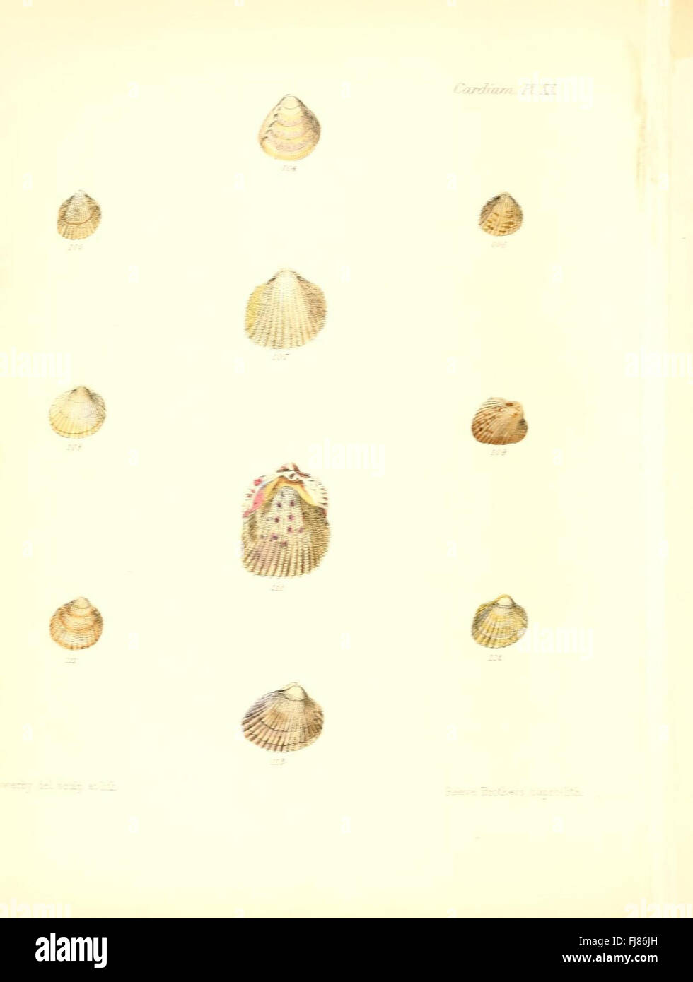Illustration of molluscan shells (Cardium species), showcasing the ...