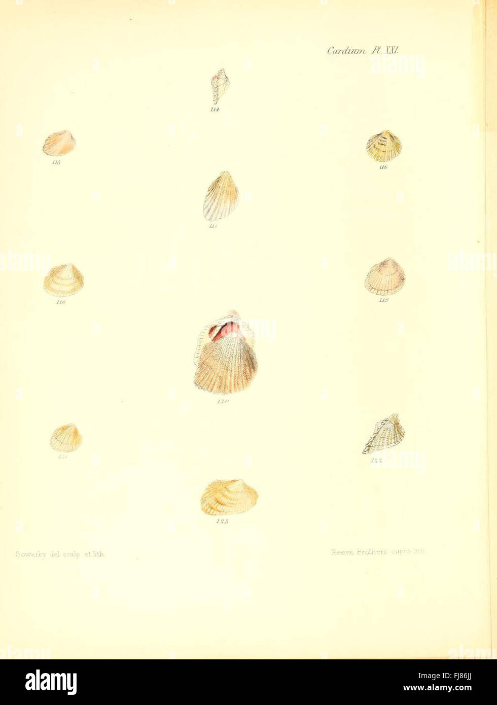 Conchologia iconica, or, Illustrations of the shells of molluscous ...