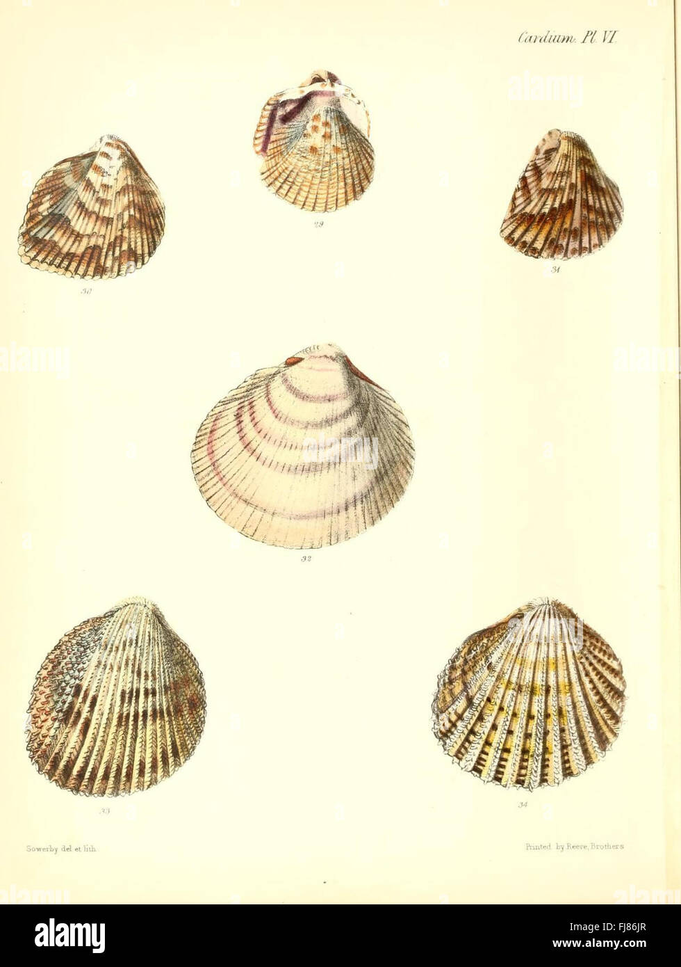 An illustrated guide to the shells of mollusks, focusing on the Cardium ...
