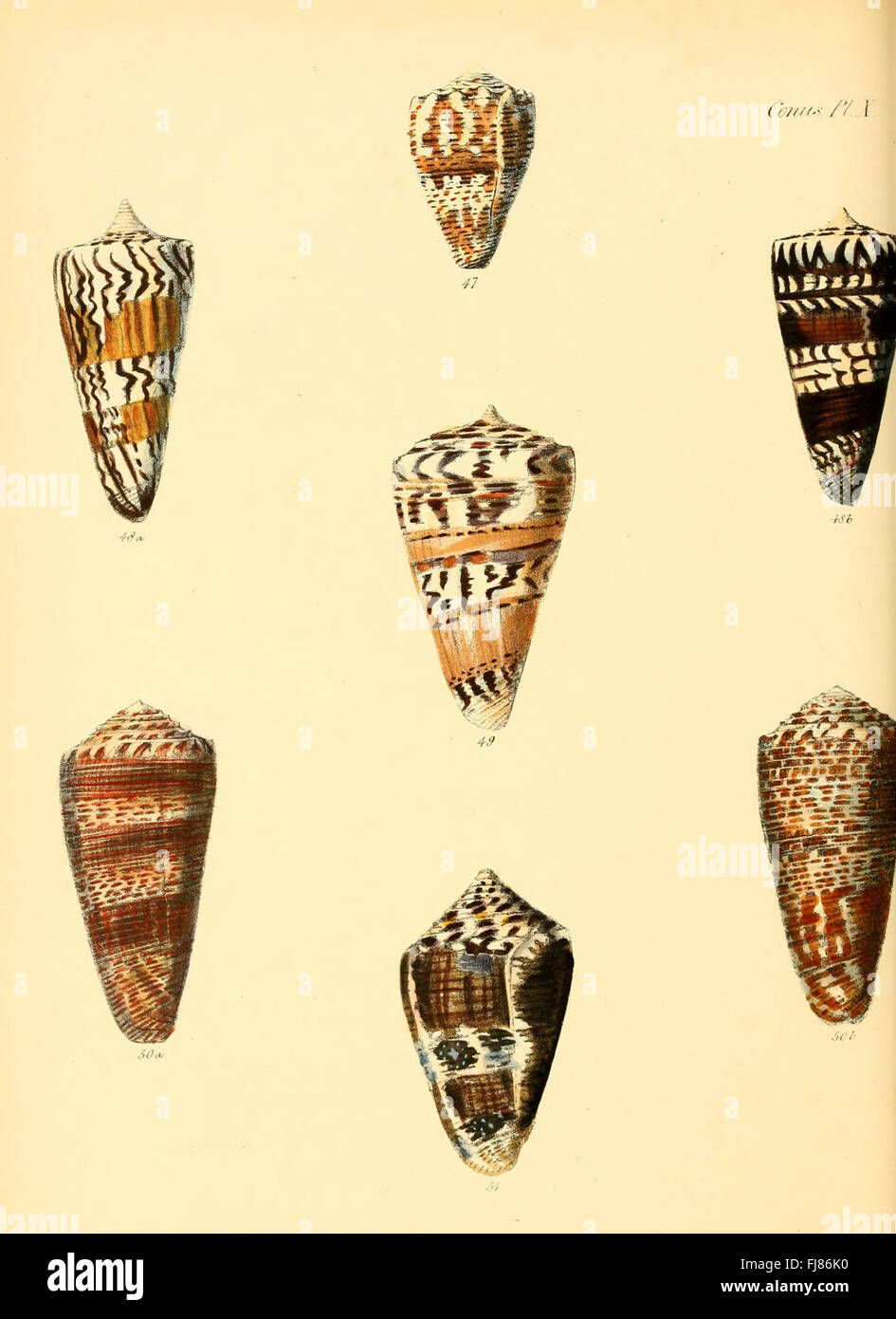 An illustrated work on the shells of molluscous animals, featuring ...