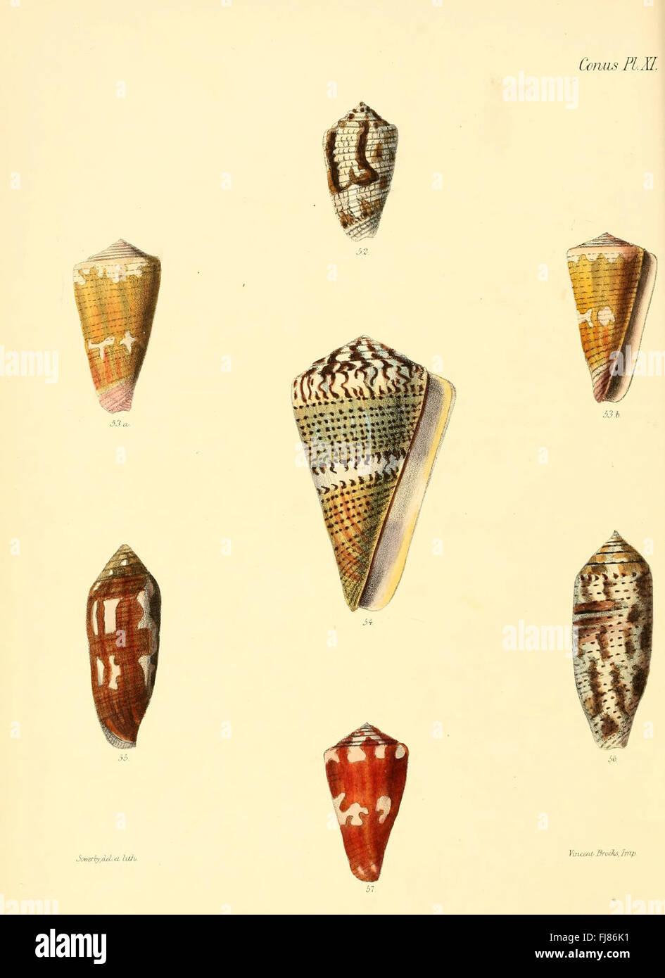 Conchologia iconica, or, Illustrations of the shells of molluscous ...