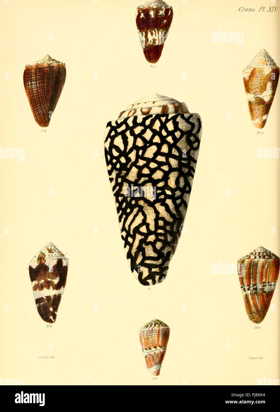 Conchologia Iconica, or, Illustrations of the Shells of Molluscous ...