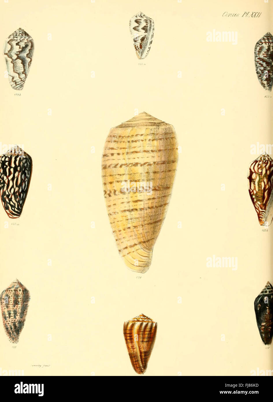 Illustrations of Mollusks, Shells of Conus Species, Conchologia Iconica ...