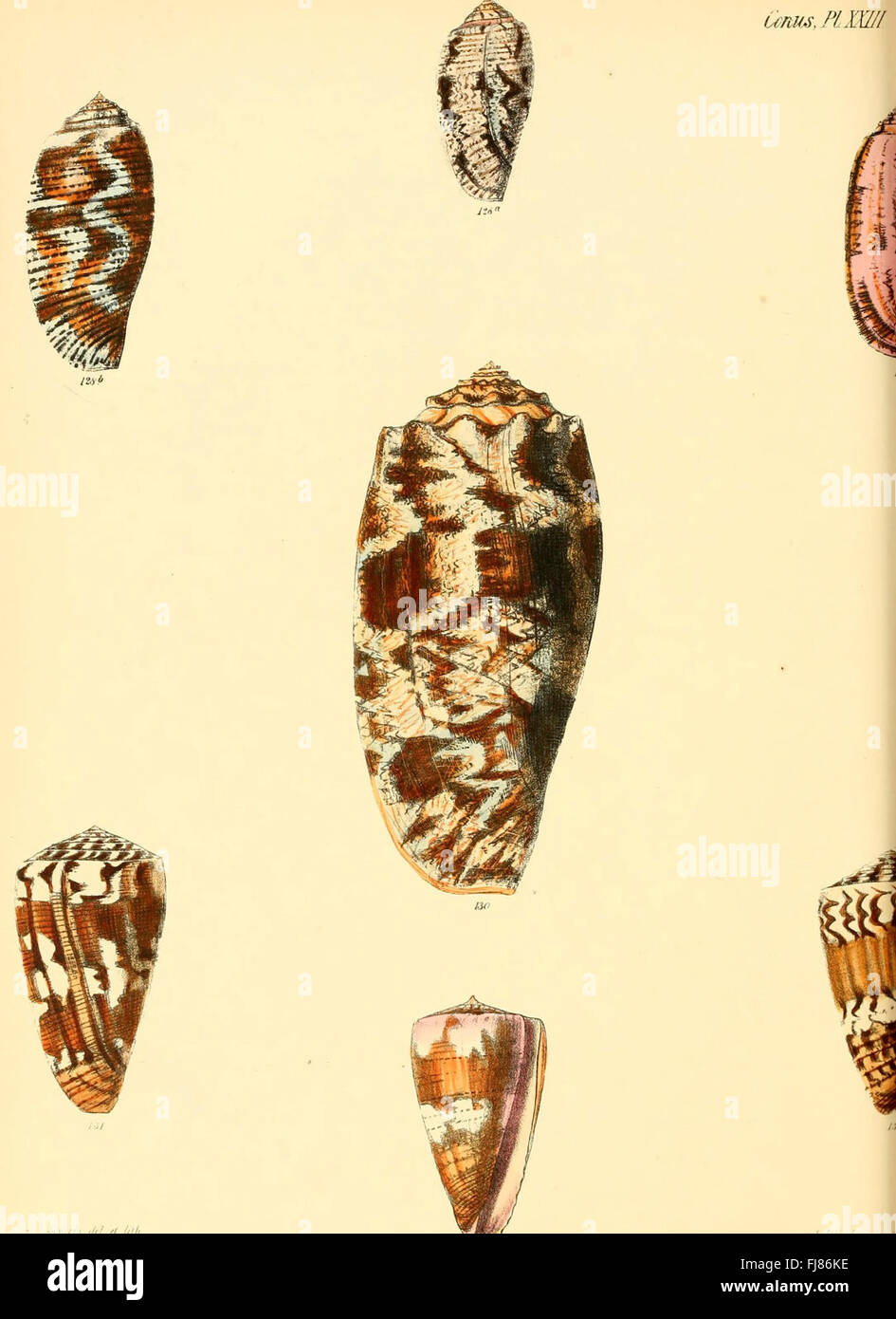 Conchologia iconica, or, Illustrations of the shells of molluscous ...