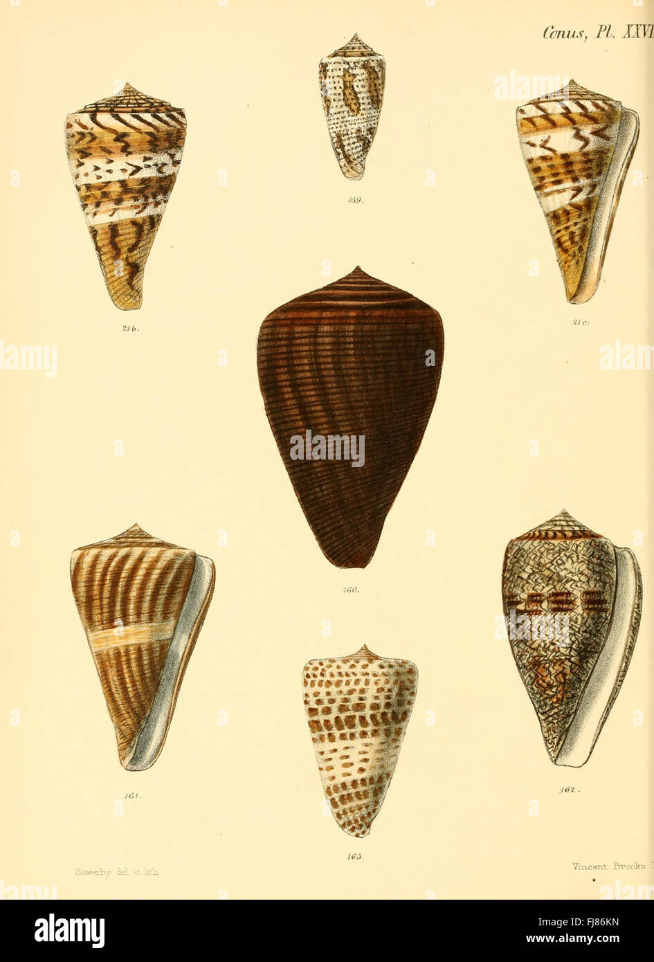 A detailed illustration and description of mollusk shells, focusing on ...