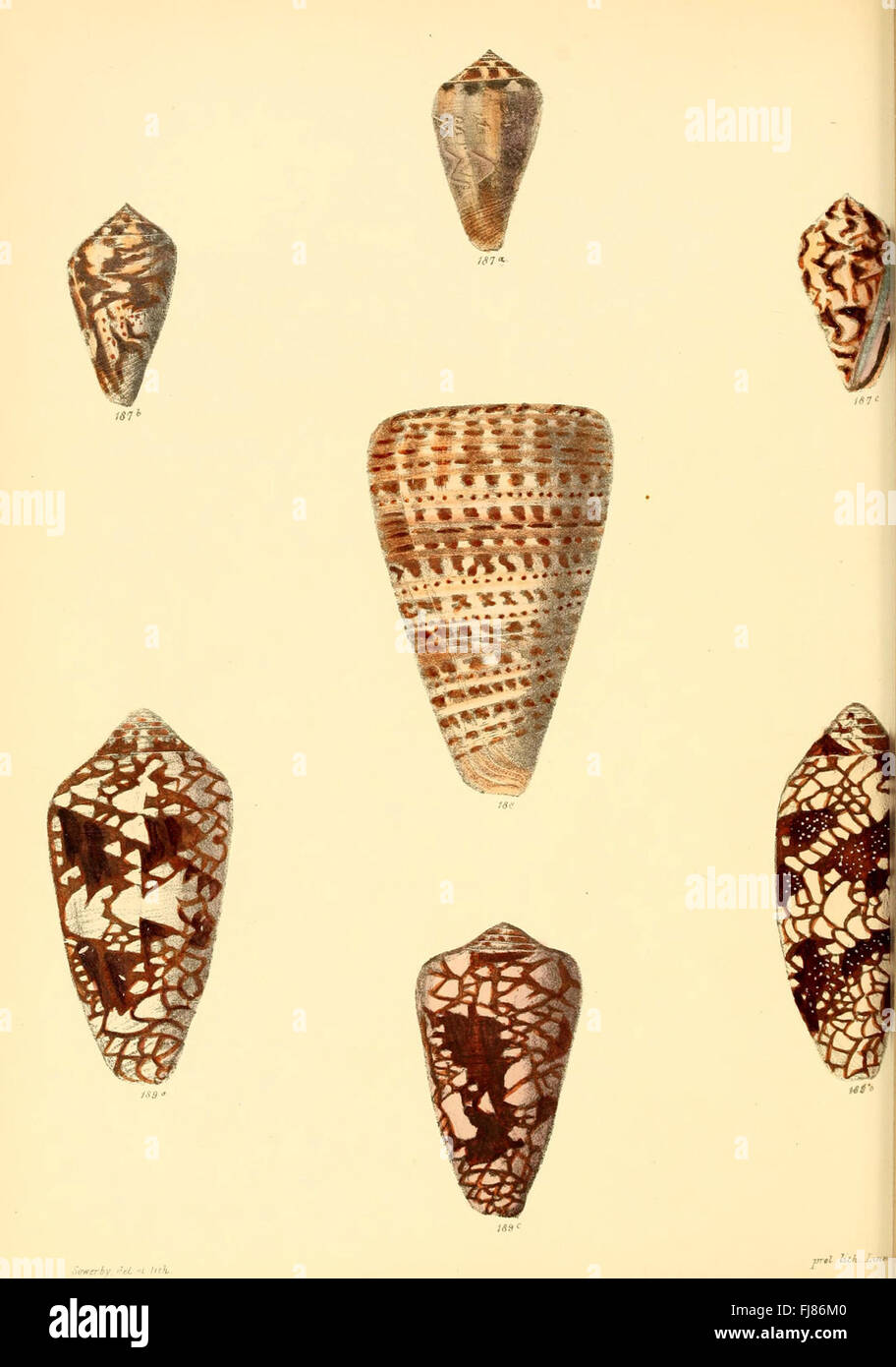 Conchologia Iconica, or, Illustrations of the Shells of Molluscous ...
