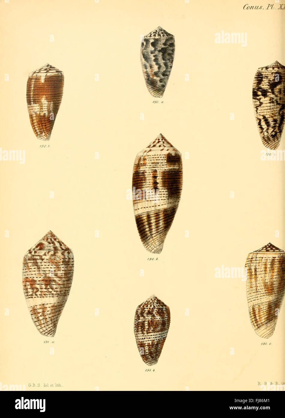 An illustrated work depicting mollusk shells, with specific focus on ...