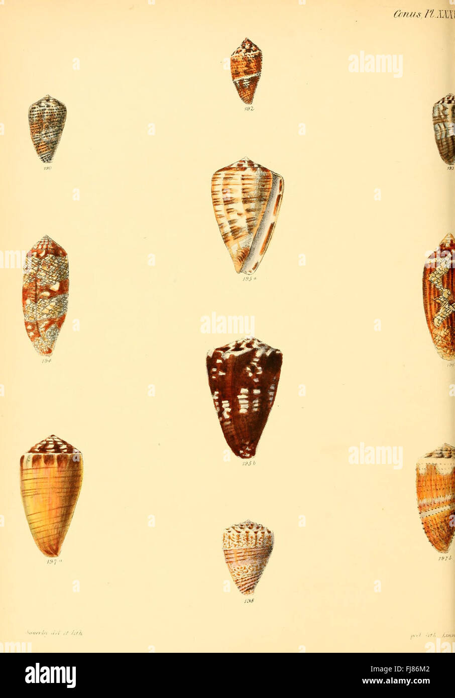 A pictorial work on the shells of mollusks, focusing on the Conus ...