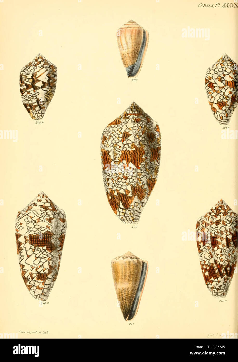 An illustration from 'Conchologia Iconica,' featuring the shell of the ...