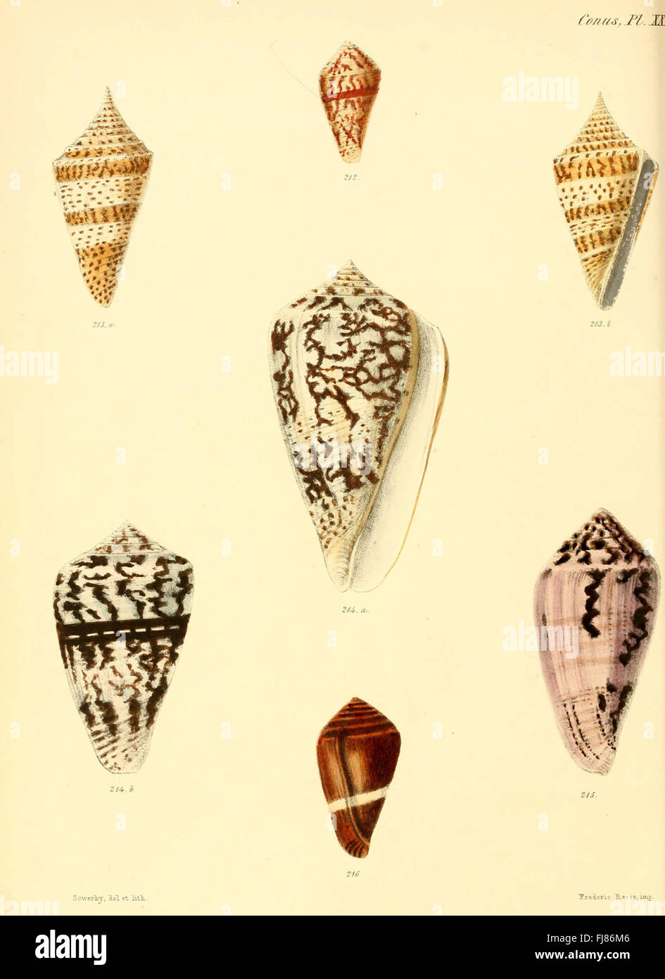 Conchologia Iconica, Plate 39, illustrating the shells of Conus ...