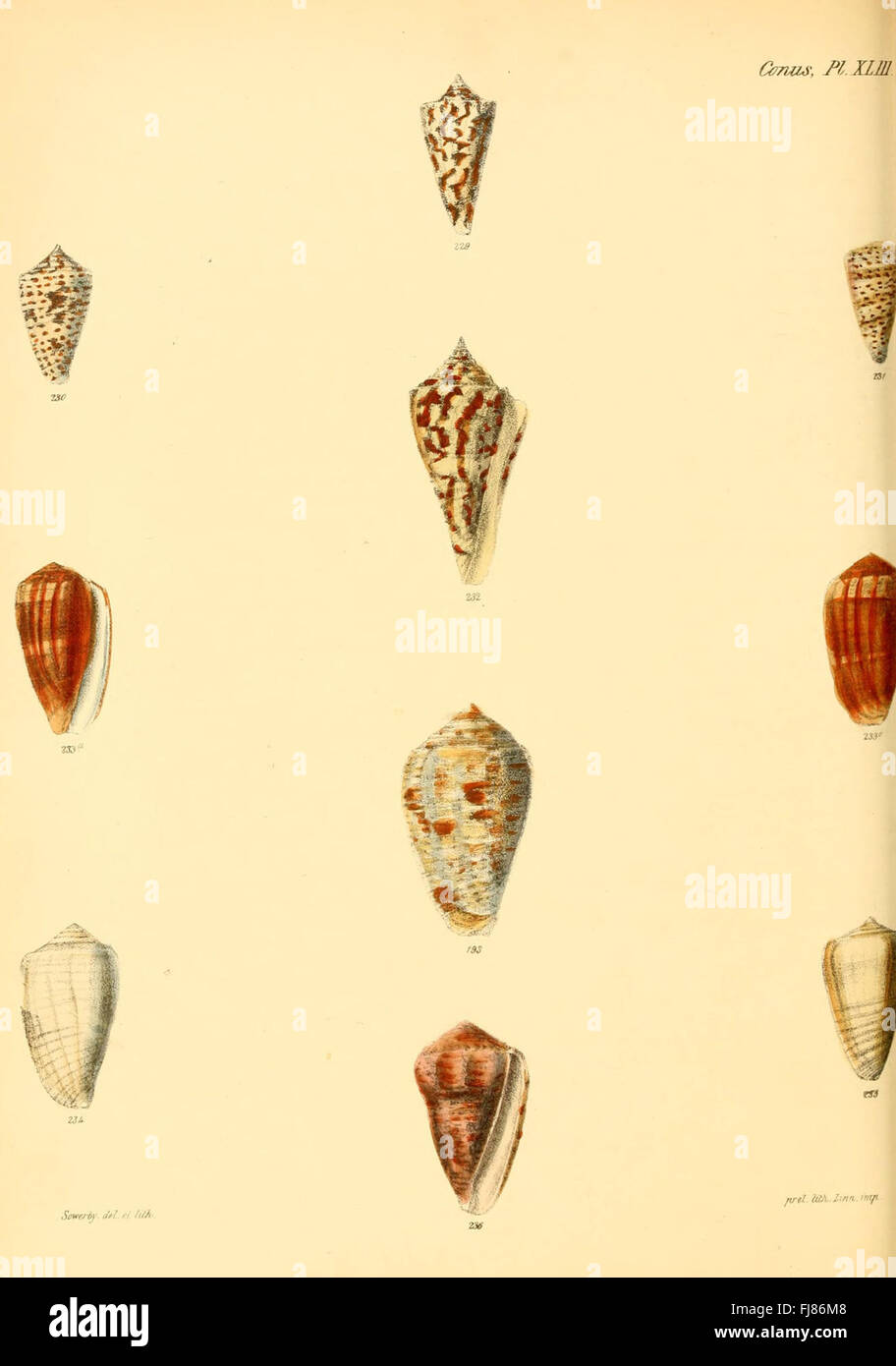 Conchologia Iconica, an extensive illustrated work detailing the shells ...
