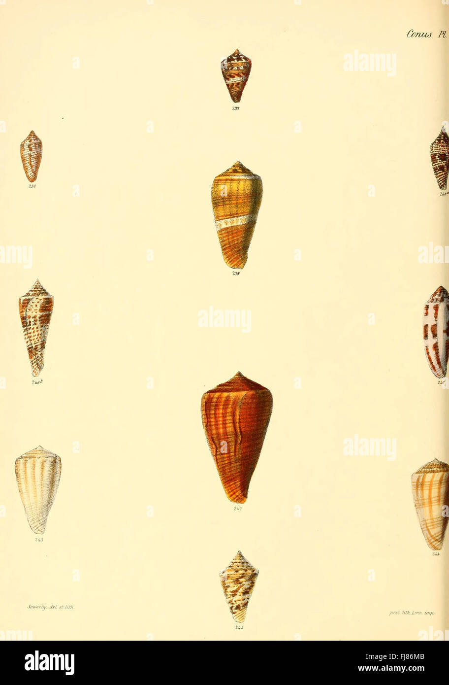 Conchologia iconica, or, Illustrations of the shells of molluscous ...