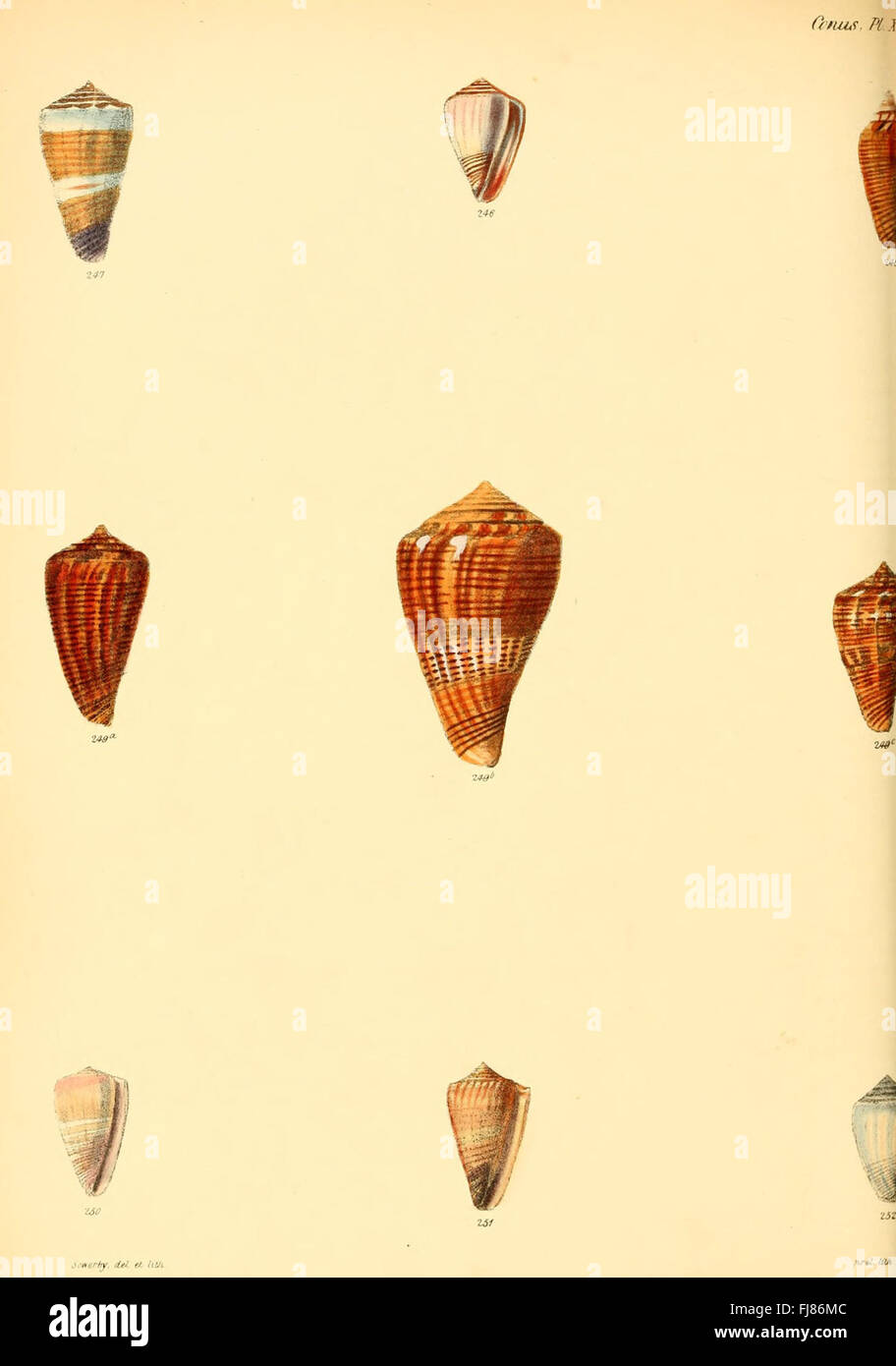 A conchological study illustrating and classifying the Conus genus of ...