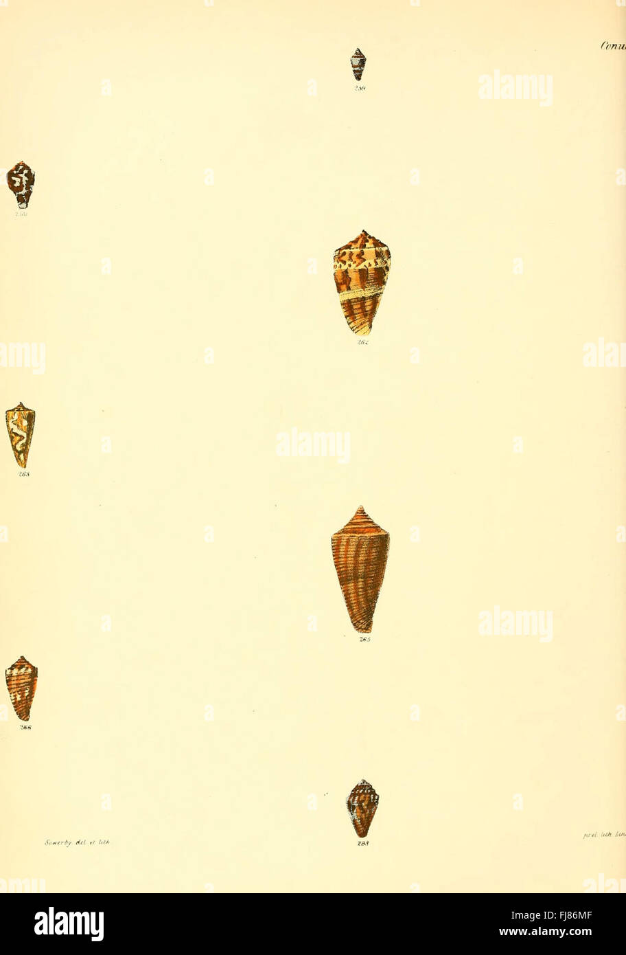 A detailed depiction of the Conus shell, known for its distinctive ...