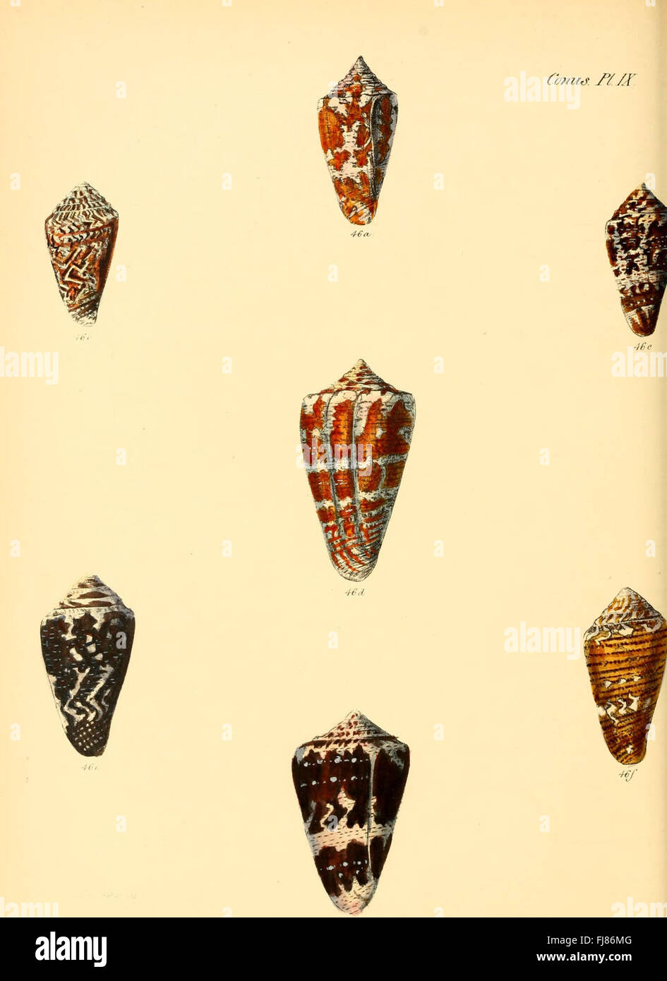 An illustration from 'Conchologia Iconica,' featuring the shell of a ...